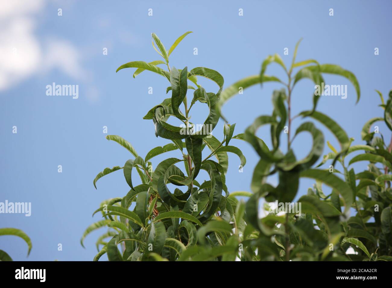 Backyard urban garden in of a luscious pear fruit tree Stock Photo - Alamy