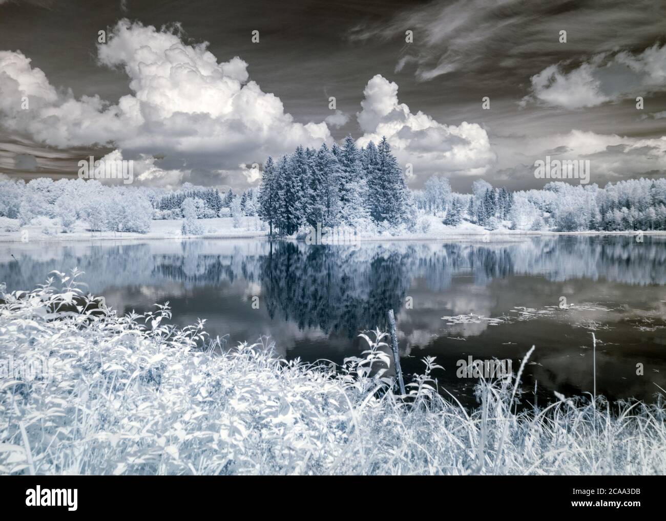 abstract landscape photographed with infrared filter, trees look like ...