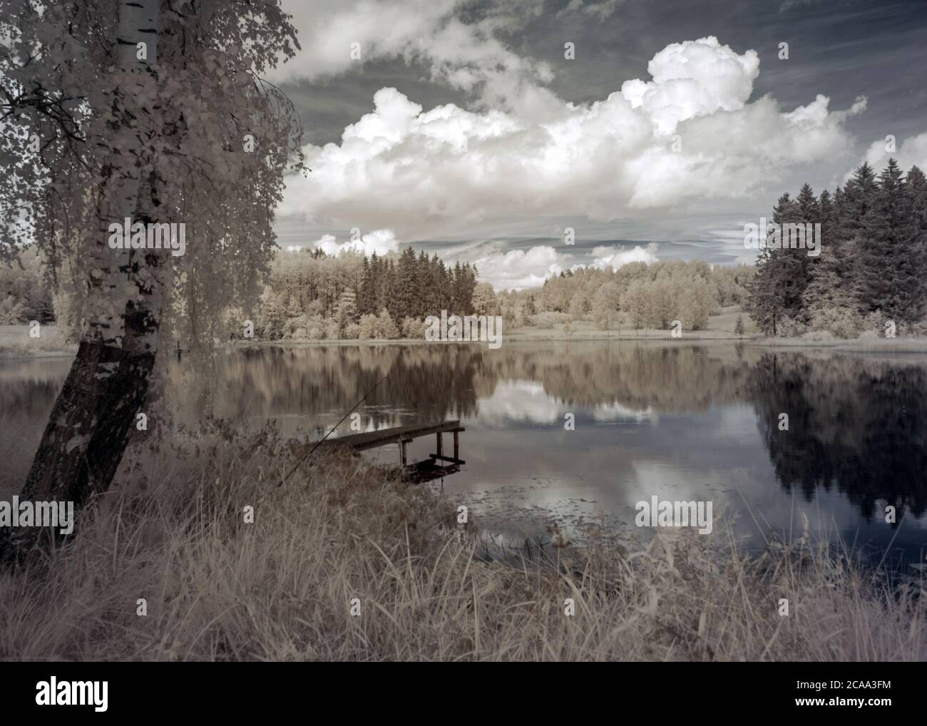 abstract landscape photographed with infrared filter, trees look like ...