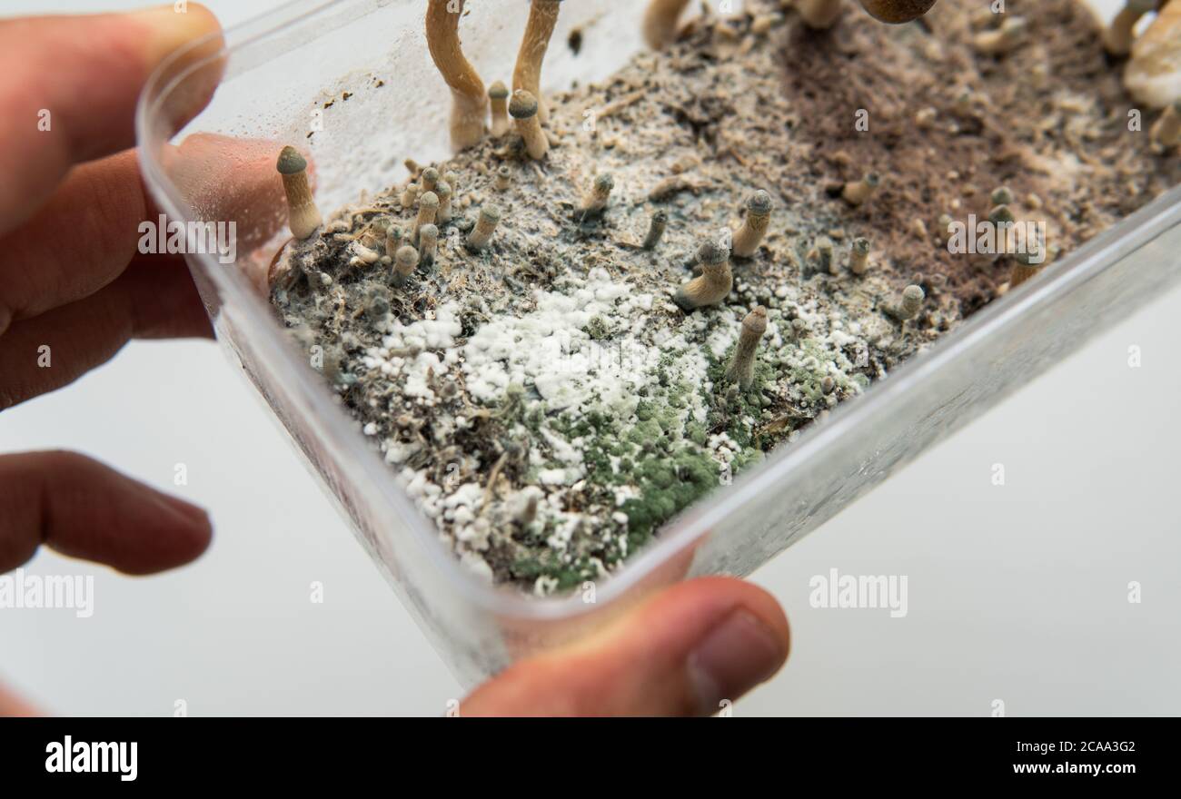 Hyphae microscope hi-res stock photography and images - Alamy