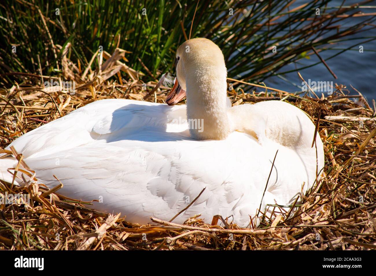 White Swan in the Nest Stock Photo - Alamy