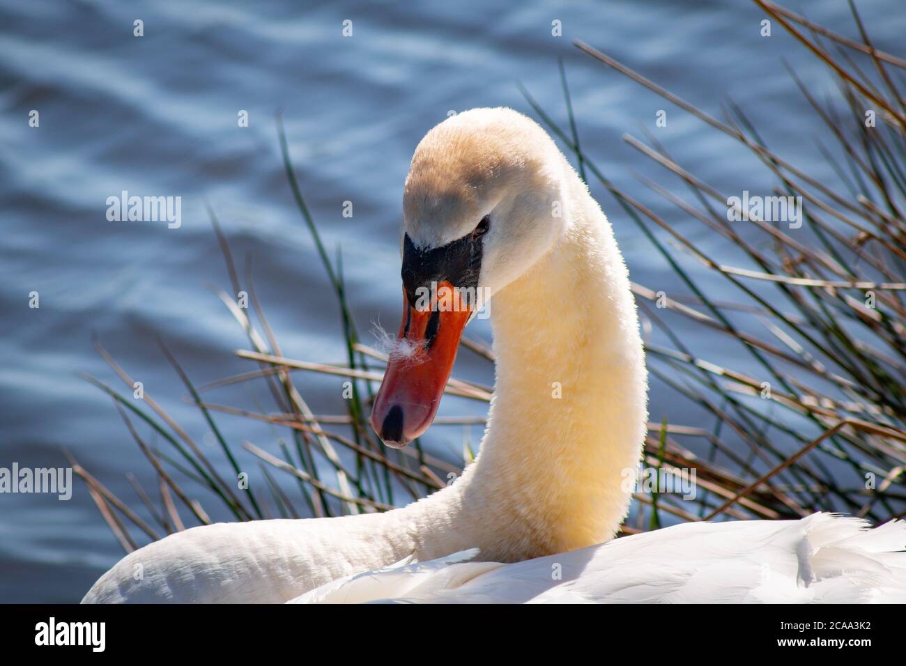 Portrait of a white Swan Stock Photo - Alamy