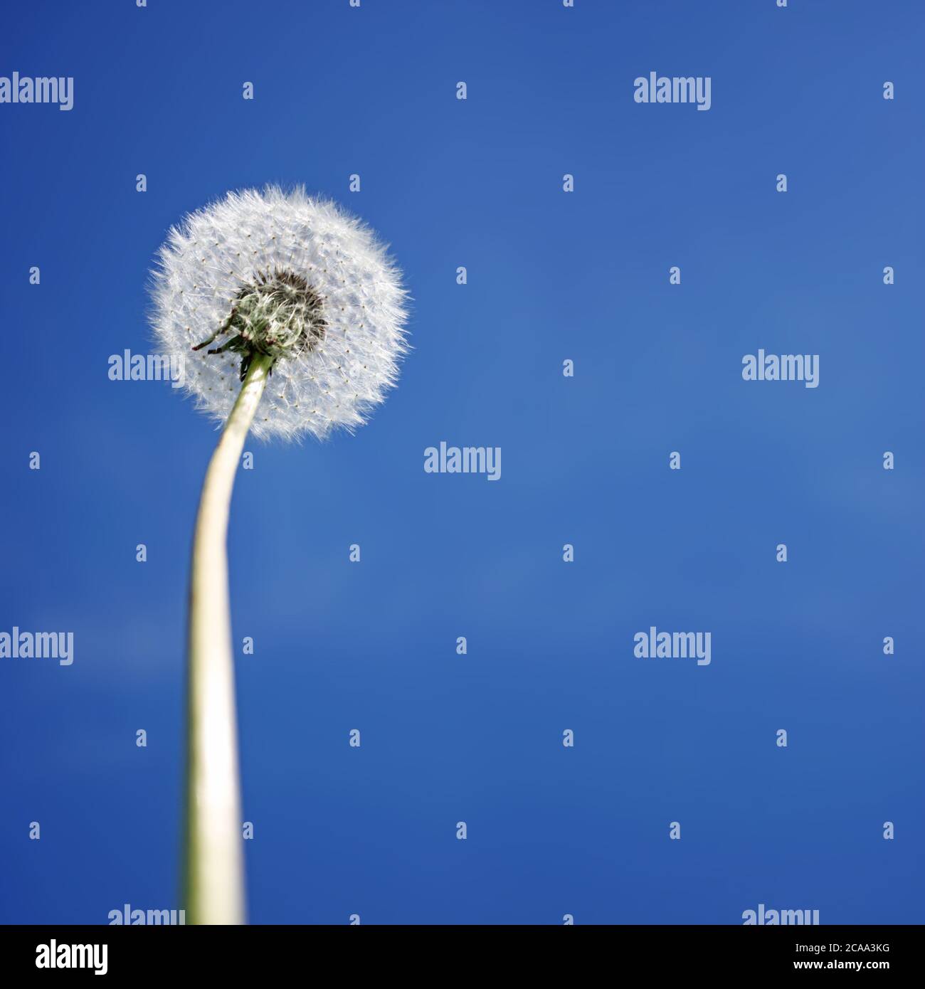 Beautiful dreamy spring nature background with dandelion Stock Photo ...