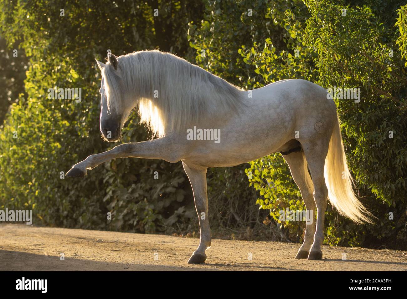 Beautiful portrait of a spanish horse stallion doing spanish walk at ...