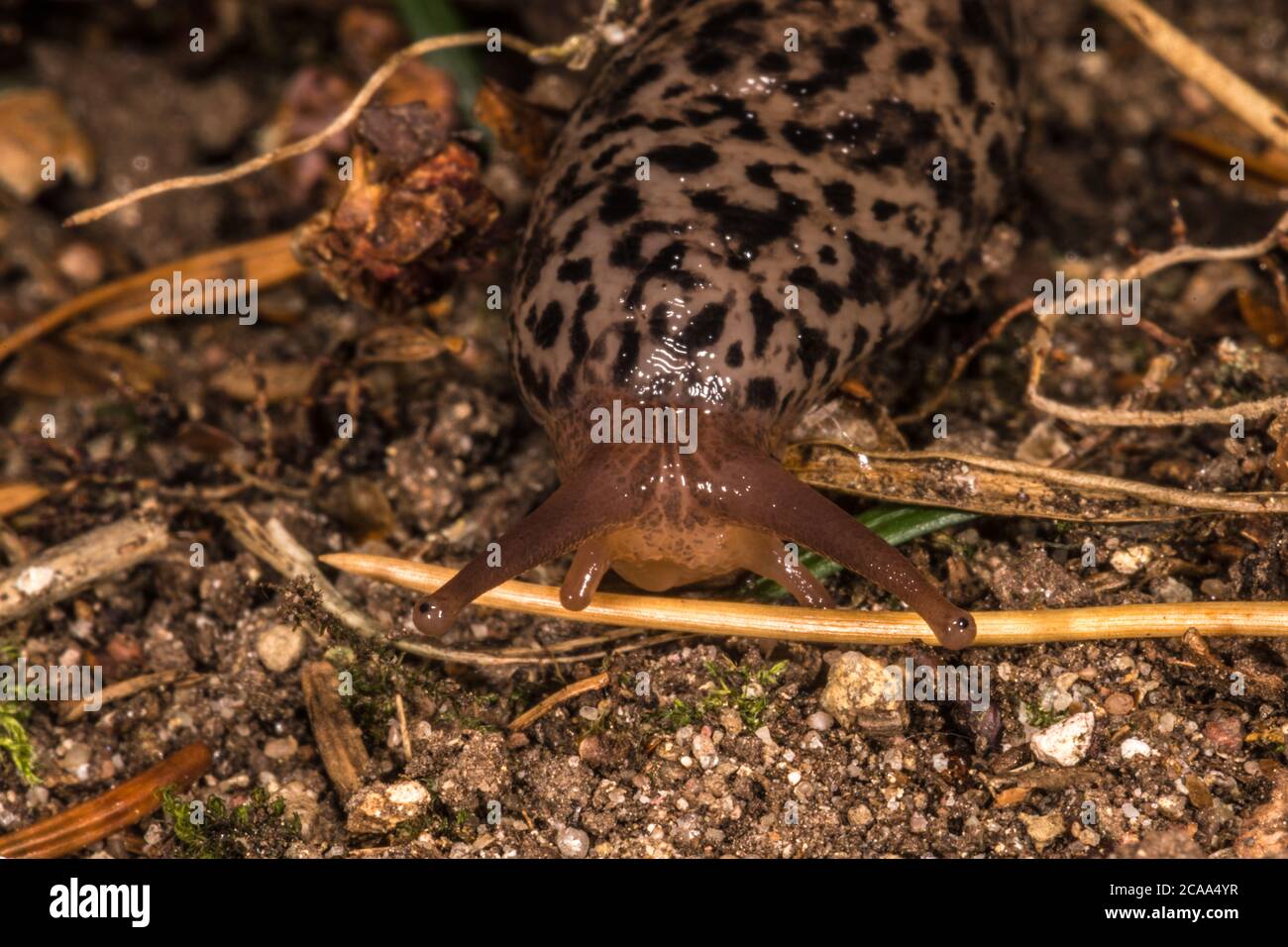 Adult Leopard Slug (Limax maximus Stock Photo - Alamy