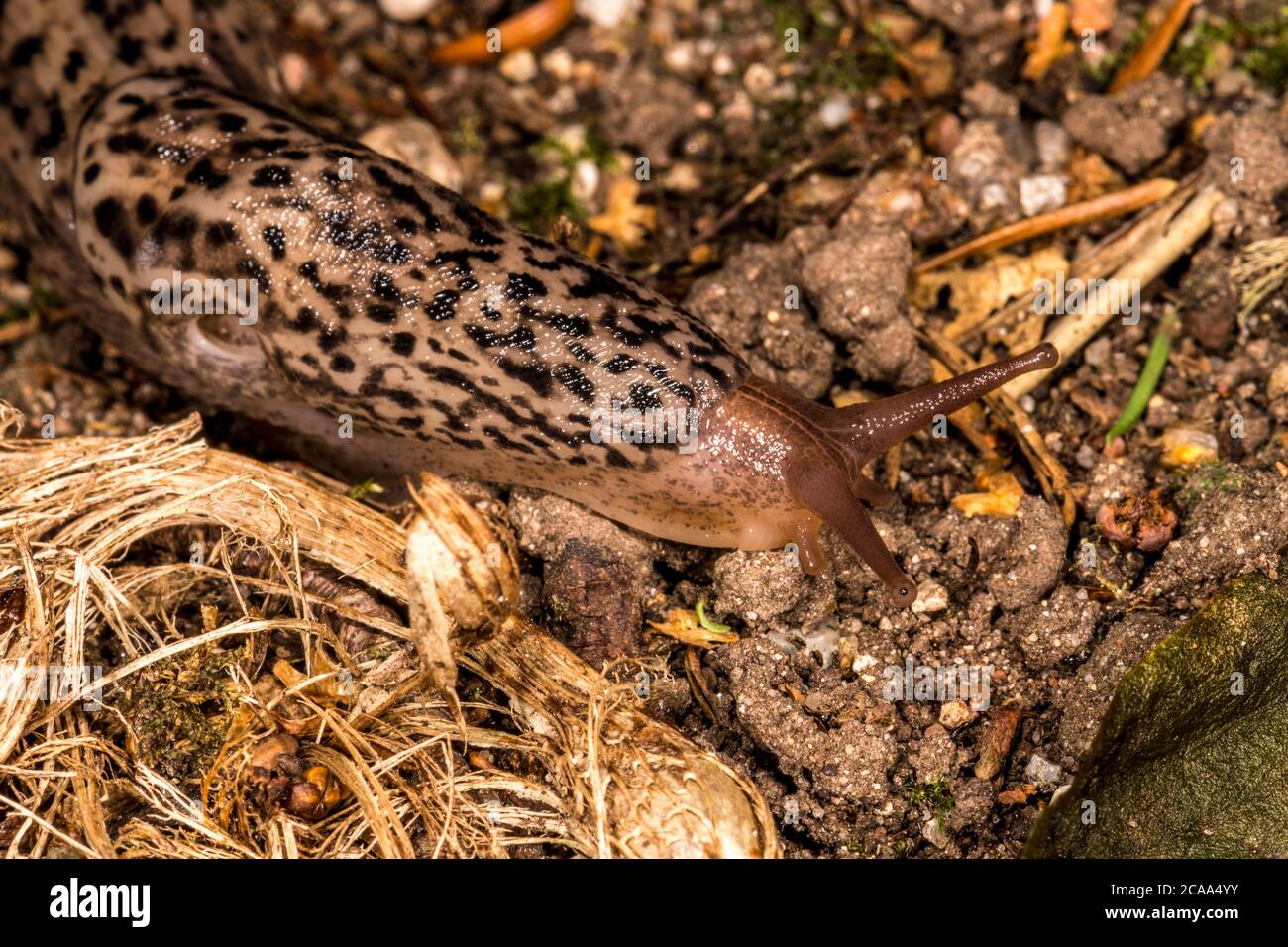 Adult Leopard Slug (Limax maximus Stock Photo - Alamy