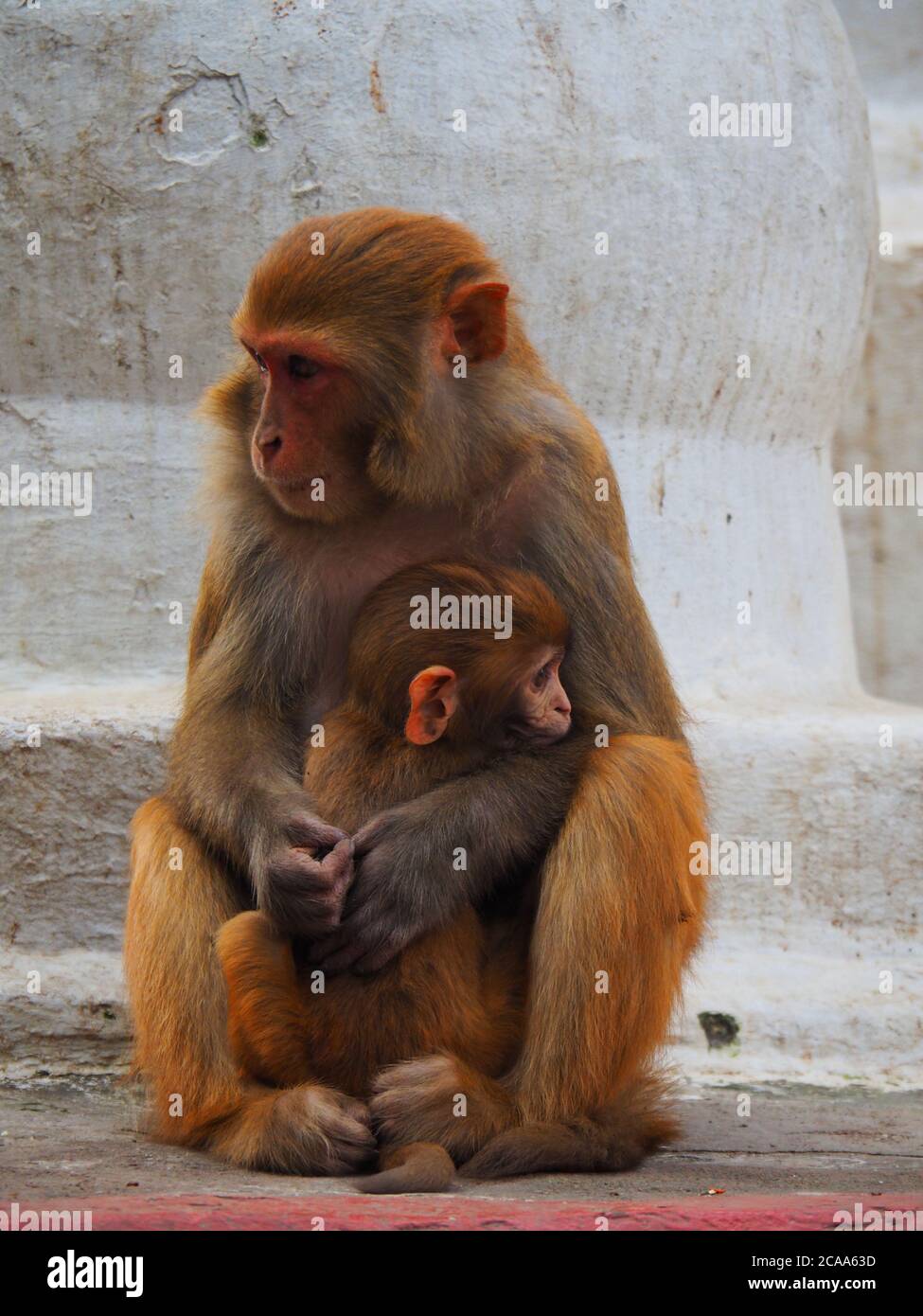 Monkey hanging out at a temple in Nepal Stock Photo - Alamy