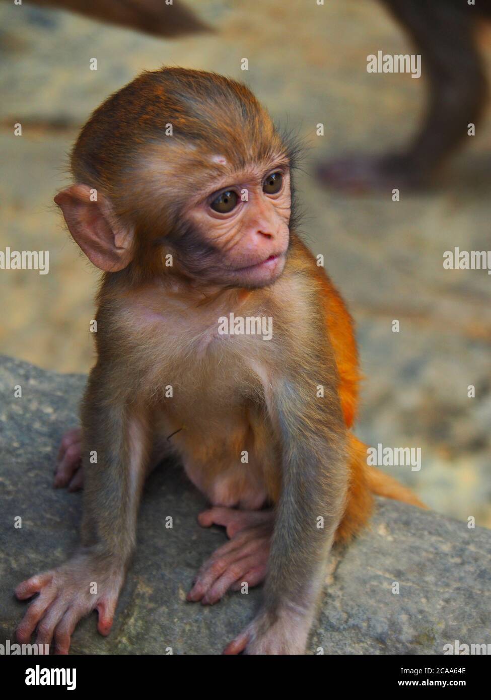 Monkey hanging out at a temple in Nepal Stock Photo - Alamy