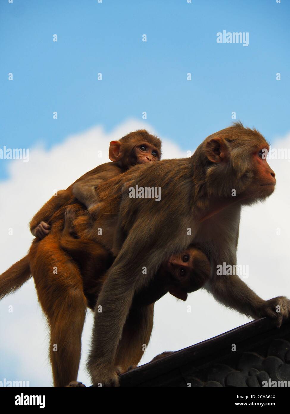 Monkey hanging out at a temple in Nepal Stock Photo - Alamy
