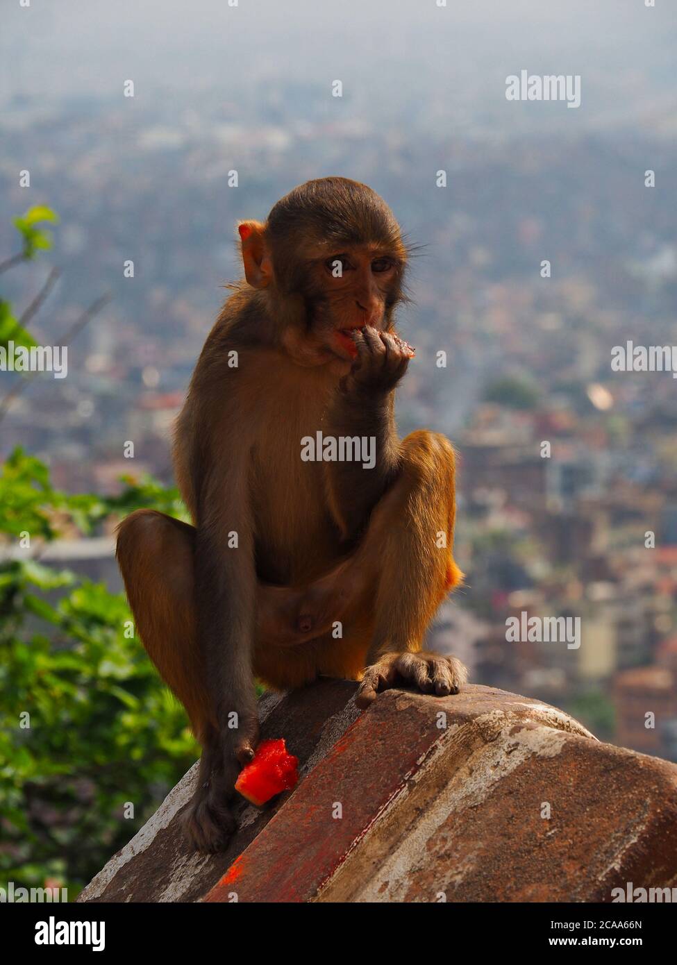 Monkey hanging out at a temple in Nepal Stock Photo - Alamy