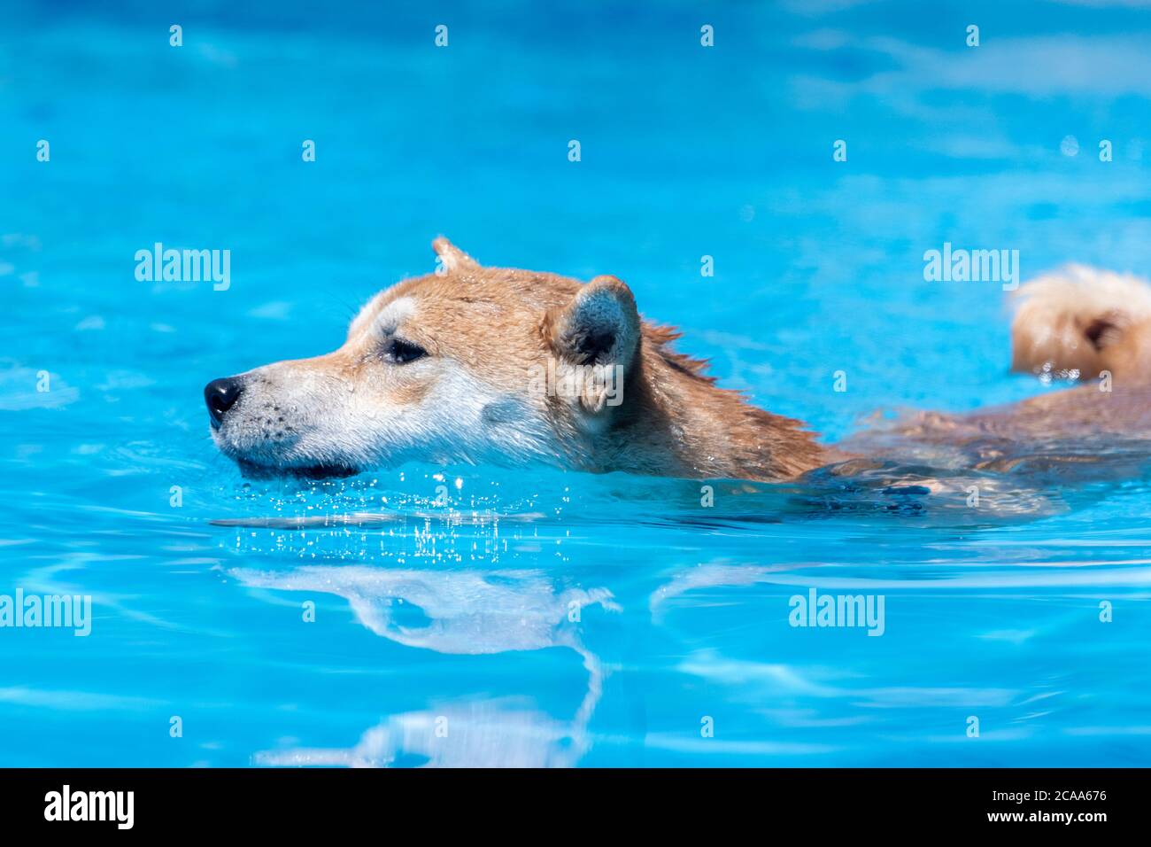 Do Shiba Inus Like To Swim