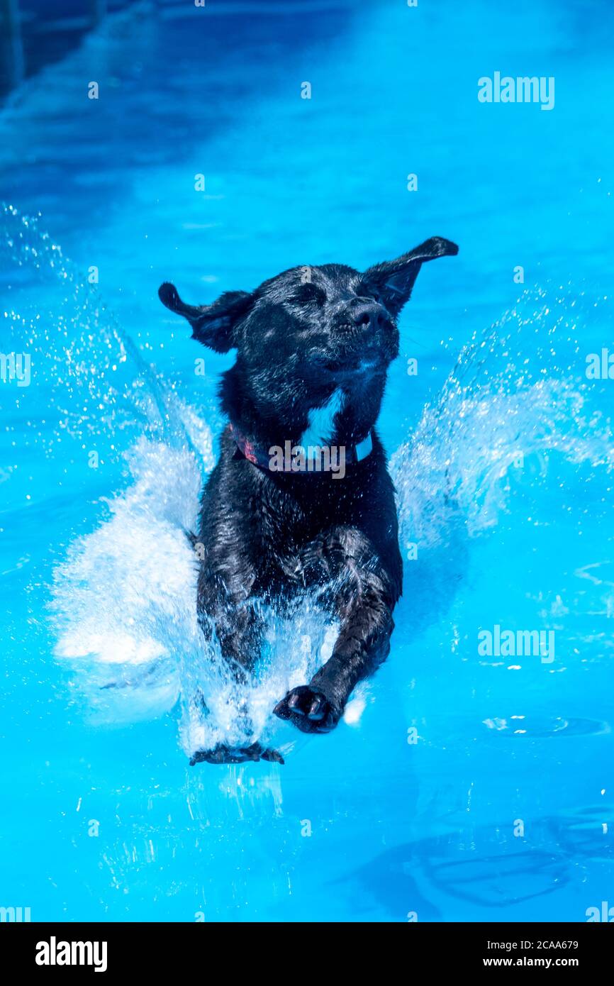 Black lab jumping into water hi-res stock photography and images - Alamy