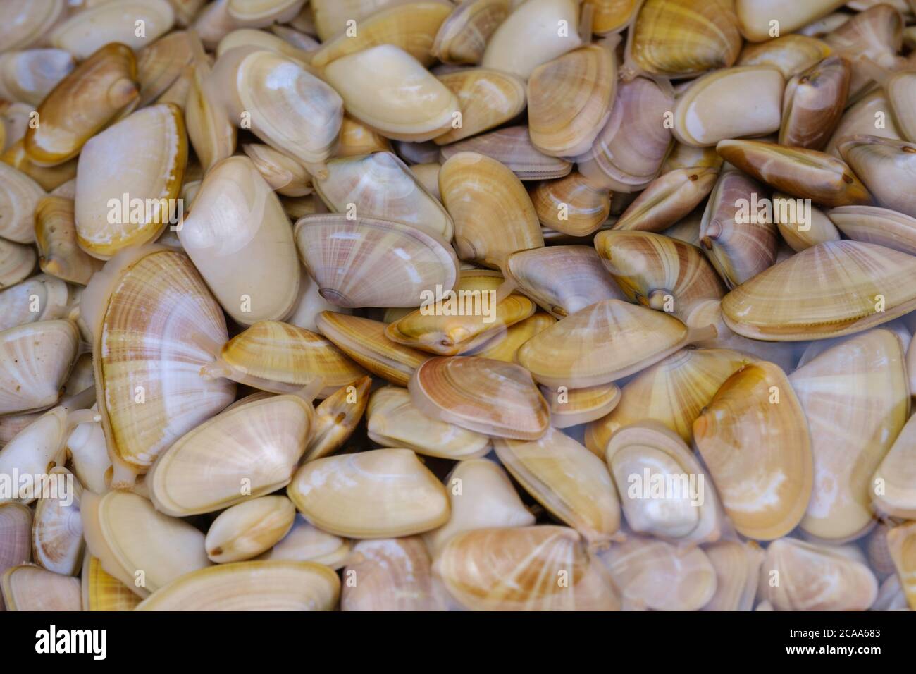 Close up pattern of freshly picked up closed gourmet, frresh and ...