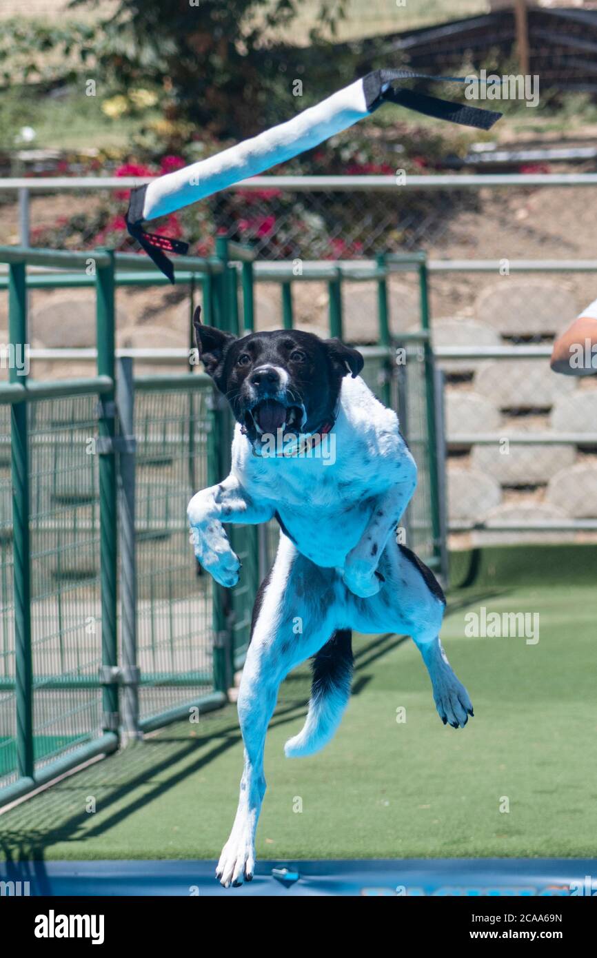 White pointer hi-res stock photography and images - Alamy