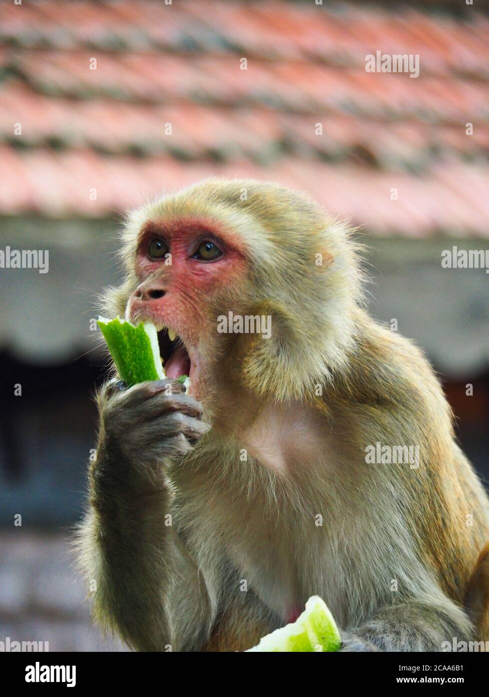 Monkey hanging out at a temple in Nepal Stock Photo - Alamy