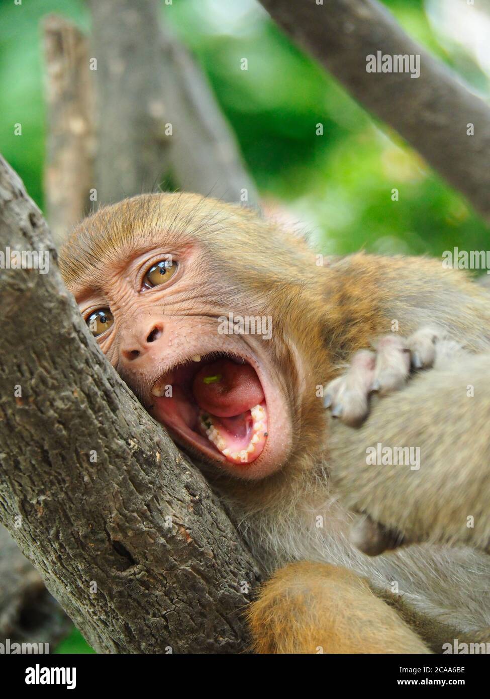 Monkey hanging out at a temple in Nepal Stock Photo - Alamy