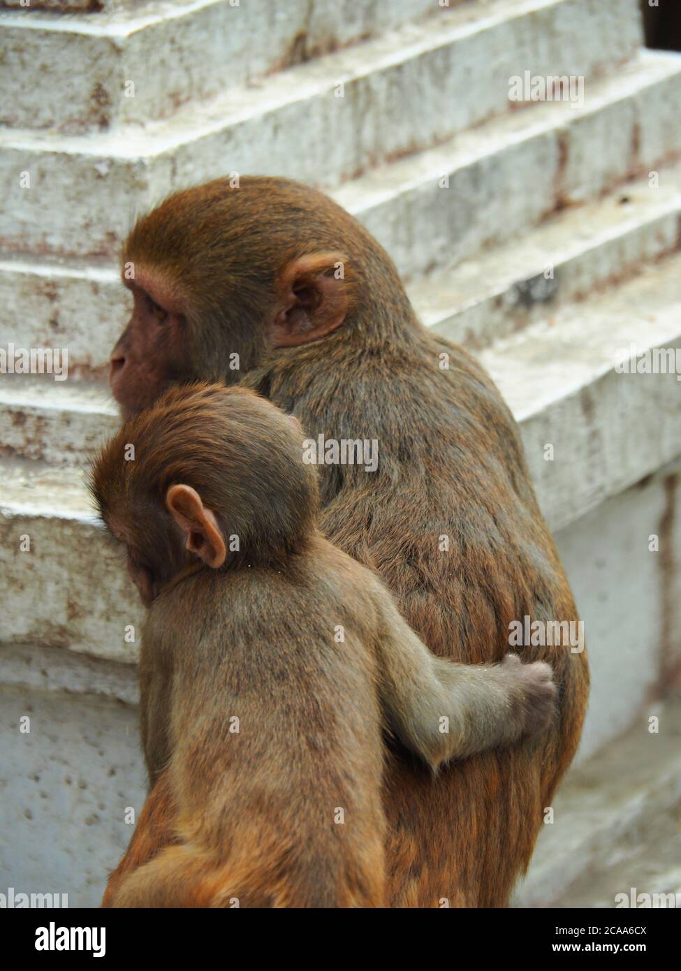 Monkey hanging out at a temple in Nepal Stock Photo - Alamy
