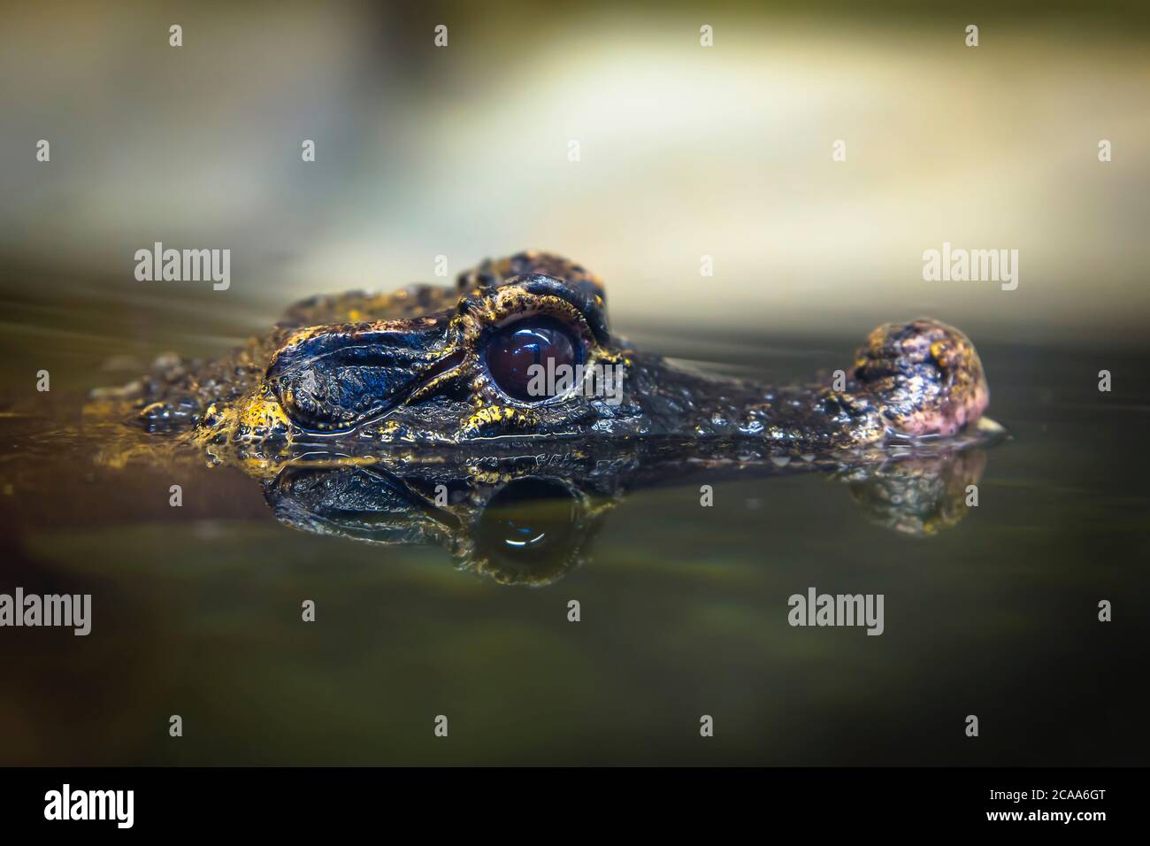 Submerged alligator head hi-res stock photography and images - Alamy