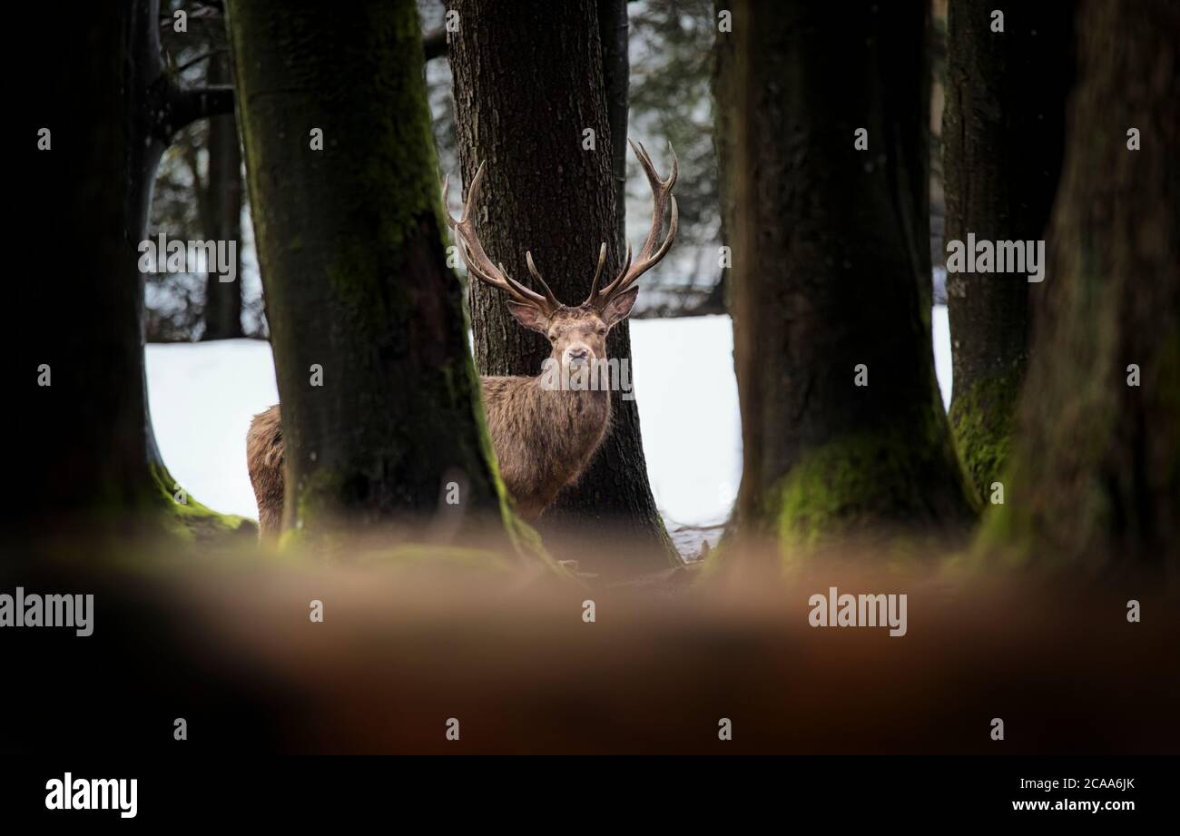 Deer, Cervus elaphus, with antlers growing on velvet.A huge deer in ...