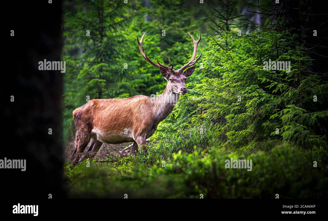 Deer, Cervus elaphus, with antlers growing on velvet.A huge deer in ...