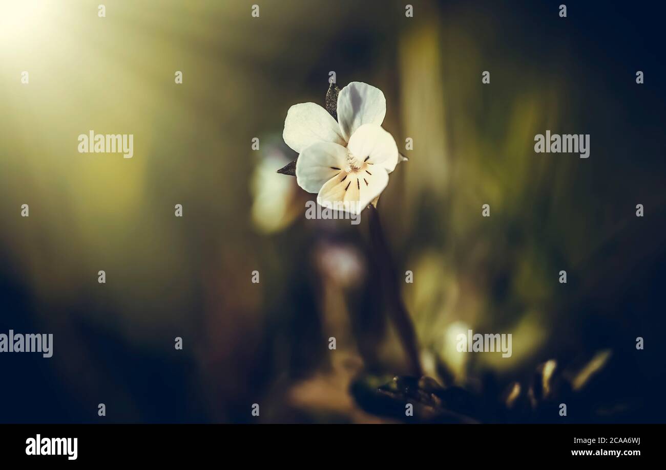 Fantastic day with blooming hills in magic sunlight at twilight ...