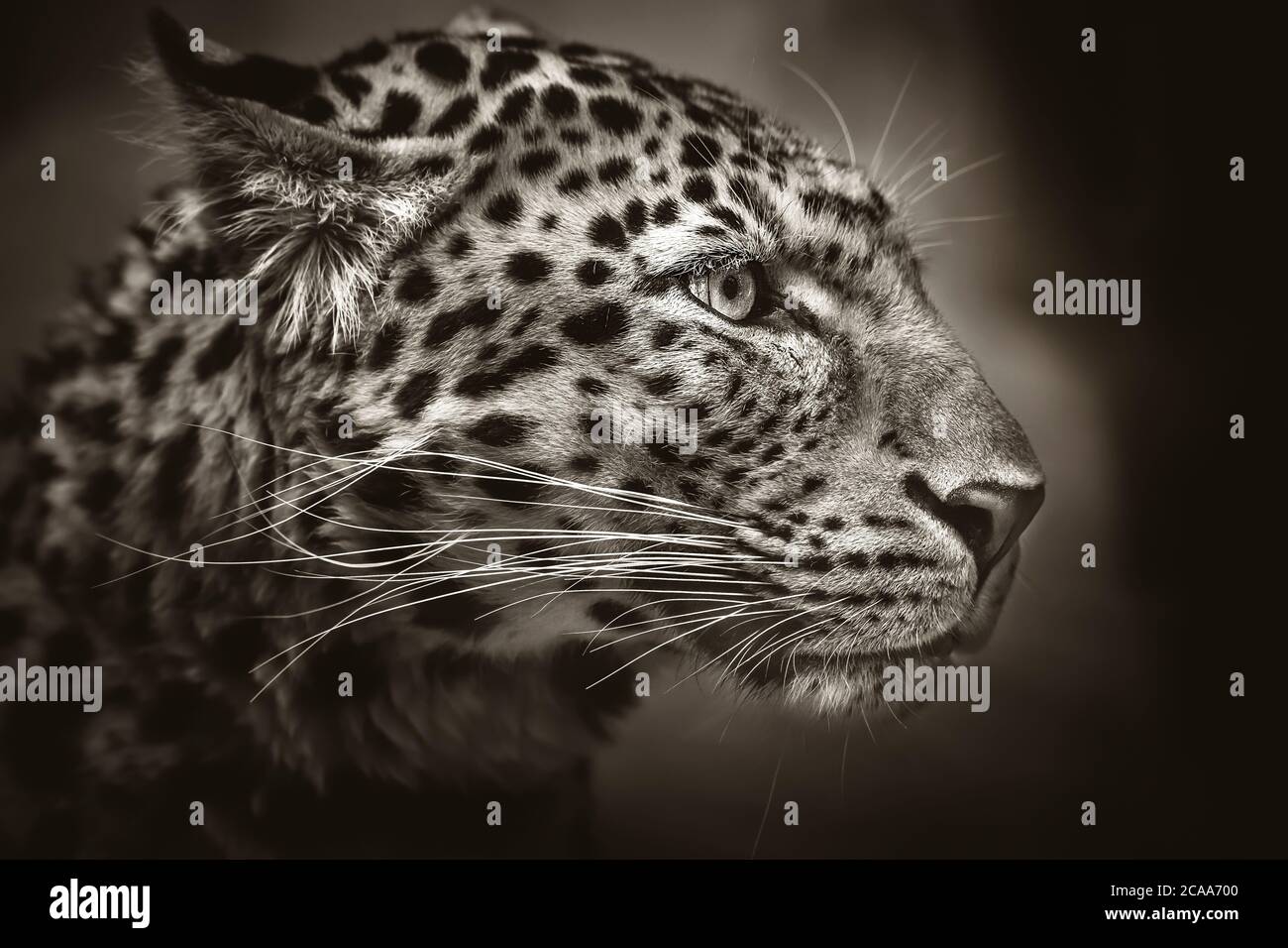 Leopard head hi-res stock photography and images - Alamy