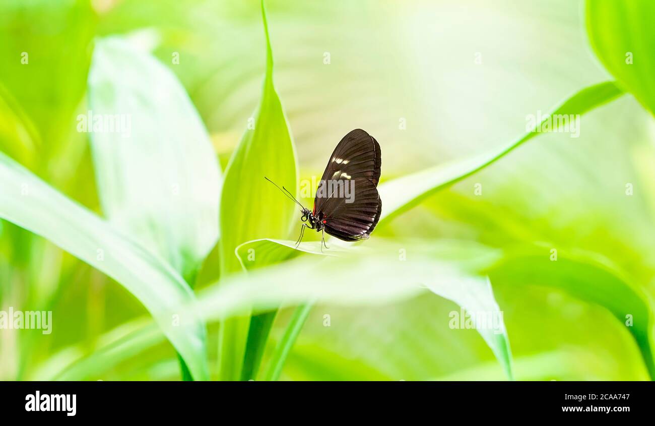 Butterfly, gorgeous butterfly sitting on a leaf, resting, beautiful ...