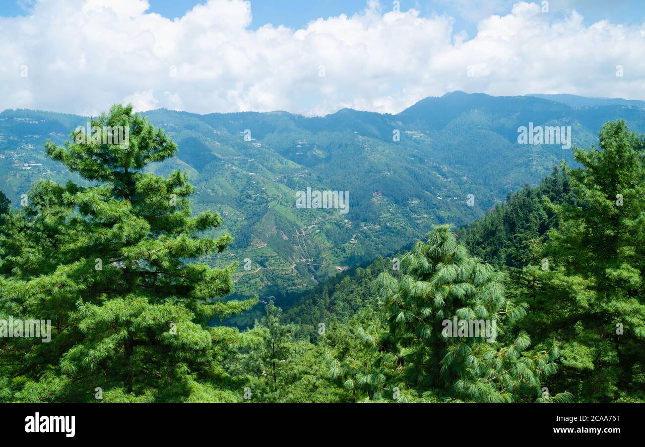 View across green pine trees, valleys, and ridges of Himalayas under ...