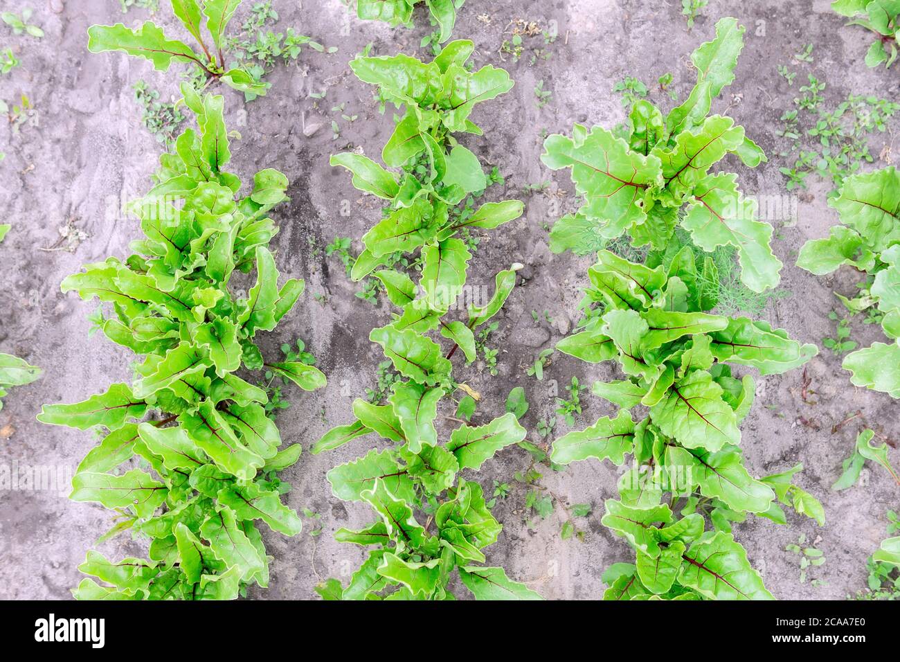 Beat root sugar hi-res stock photography and images - Alamy