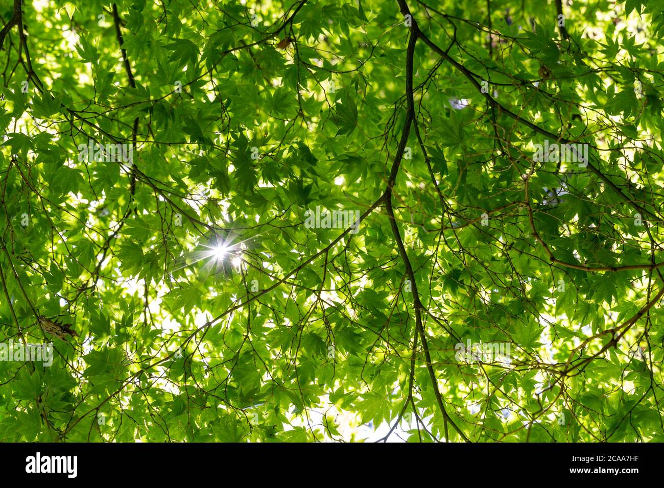 Sun shines through the green leaves of the tree in summer Stock Photo ...