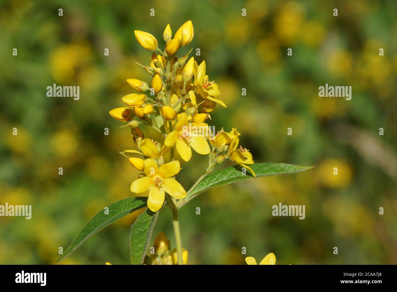 Flowers of Yellow loosestrife, garden loosestrife (Lysimachia vulgaris ...