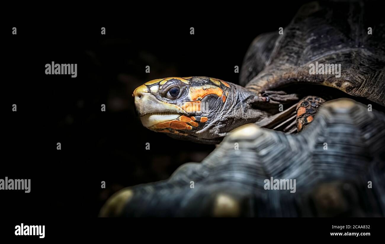 turtle on a dark background close-up, Centrochelys sulcata, the best ...