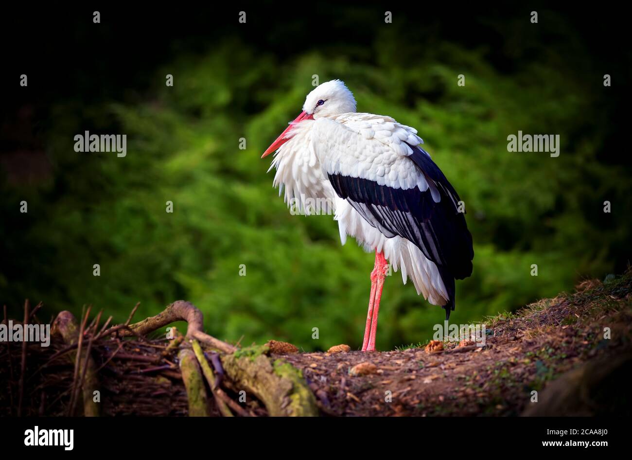 Stork in side view hi-res stock photography and images - Alamy