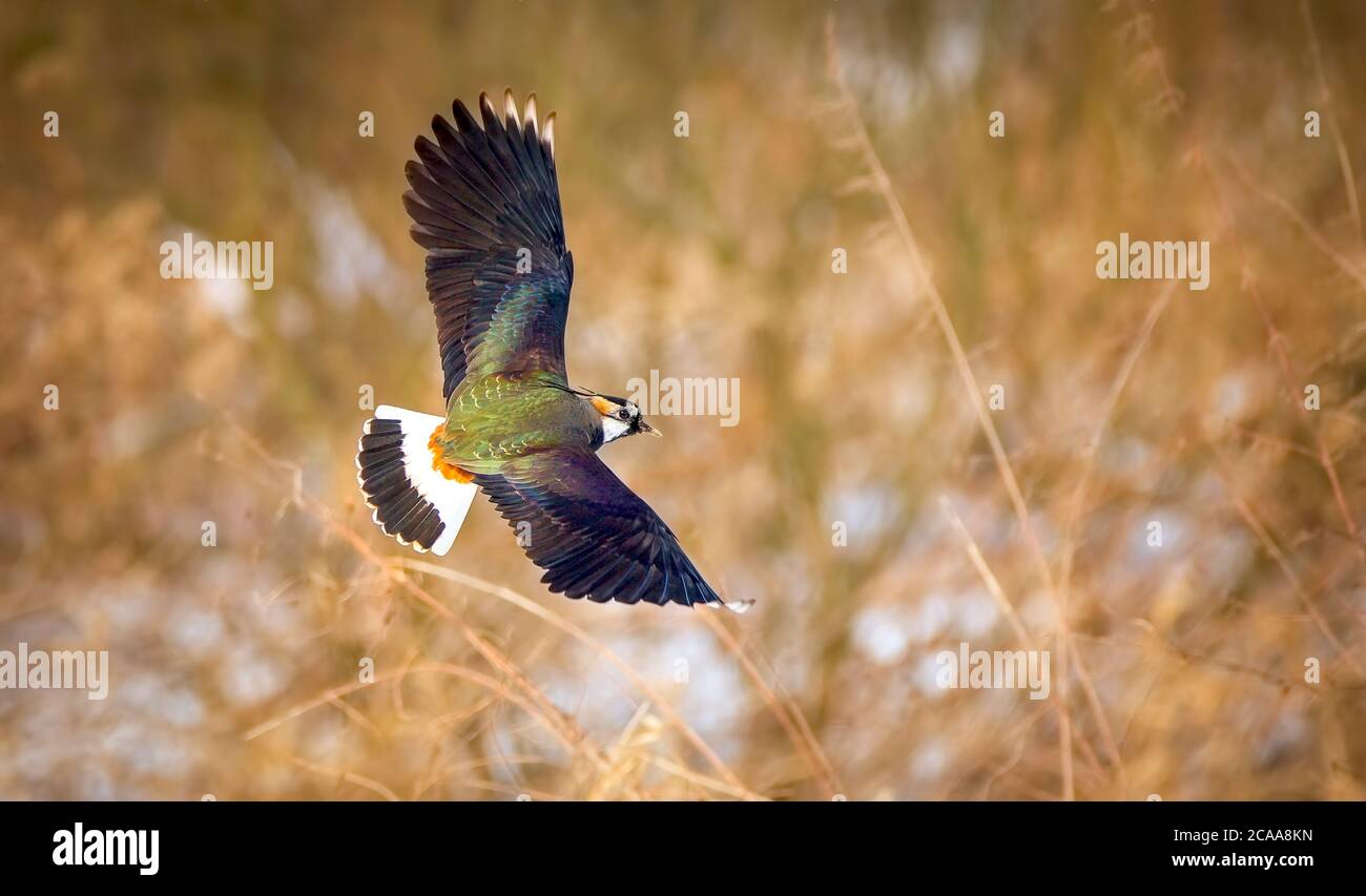 Black Winged Lapwing High Resolution Stock Photography and Images - Alamy