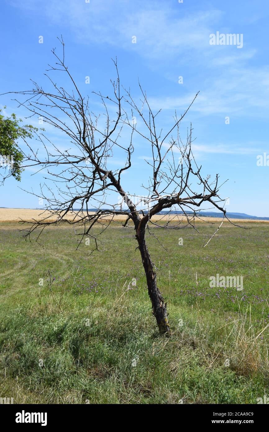 dry little tree Stock Photo - Alamy