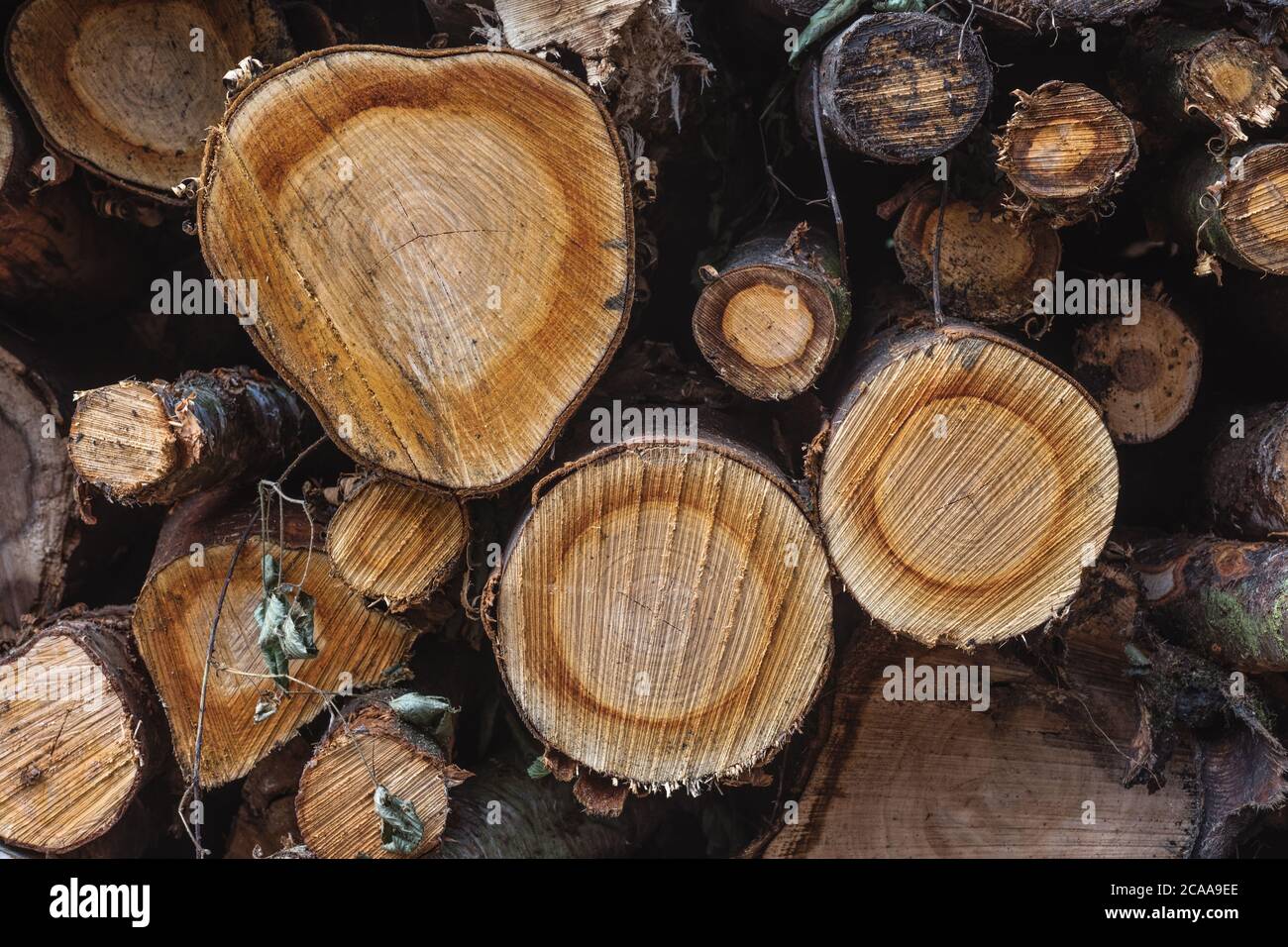 Some cross sections of a tree trunks Stock Photo - Alamy