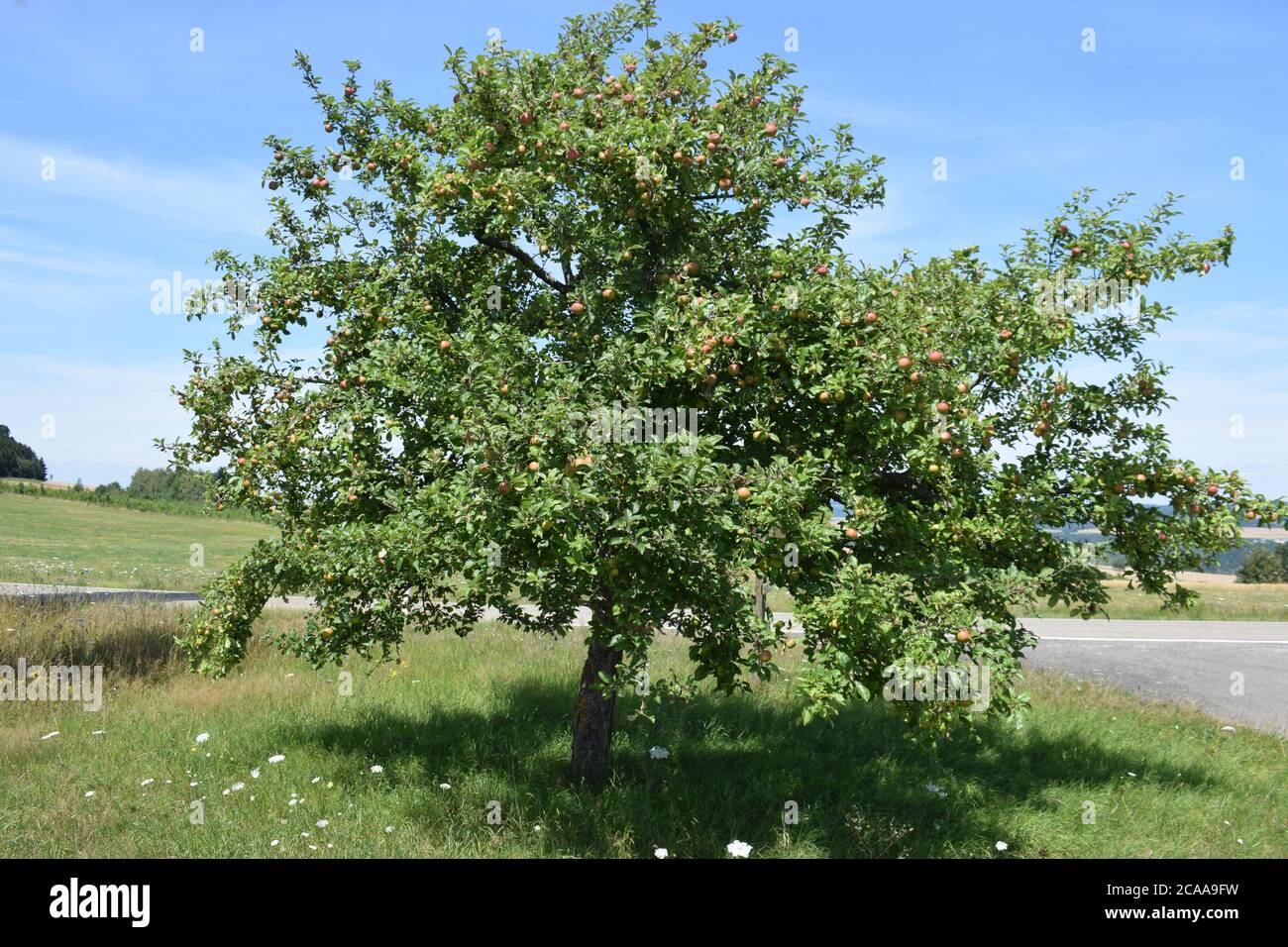 huge apple tree Stock Photo - Alamy