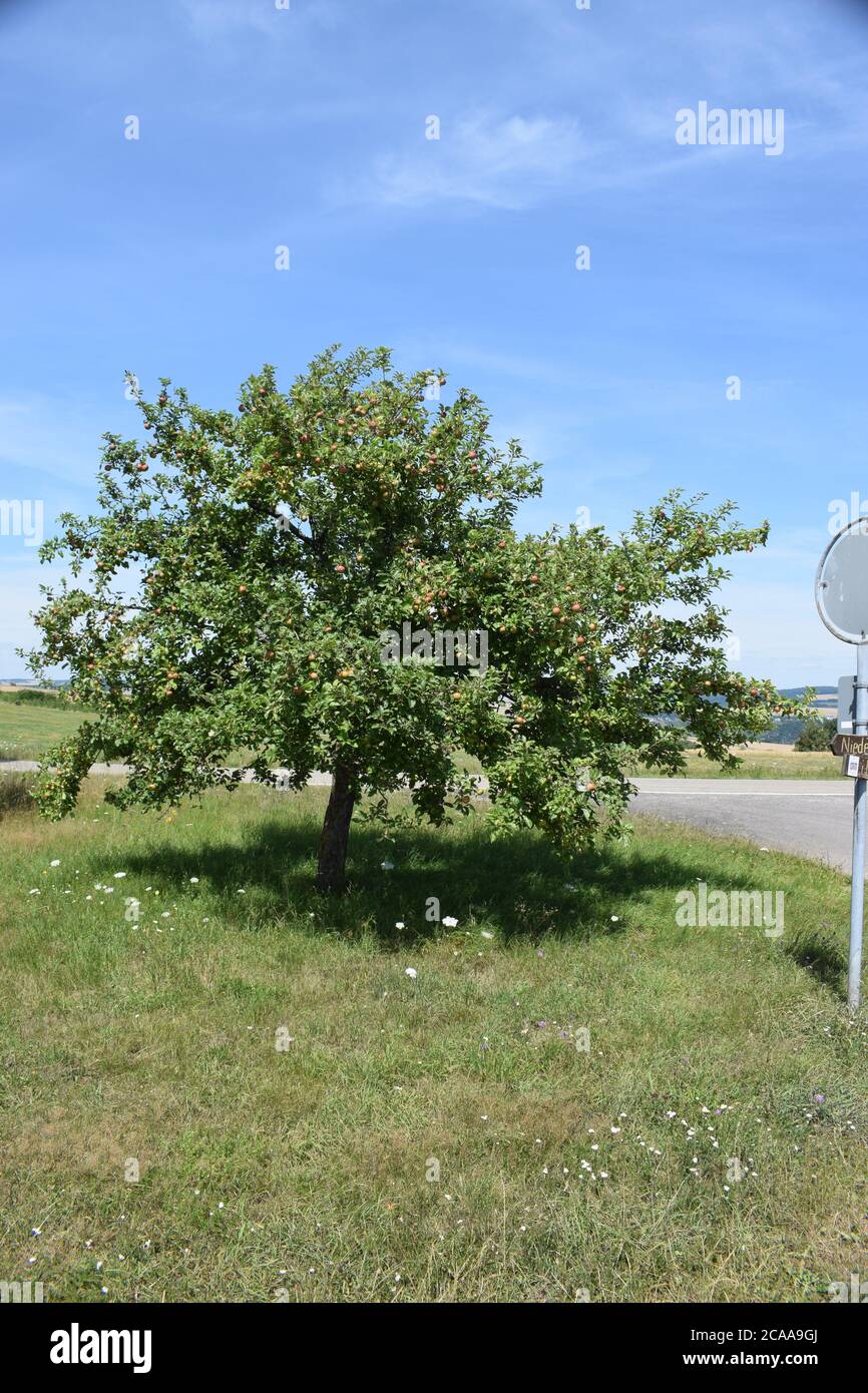 huge apple tree Stock Photo - Alamy