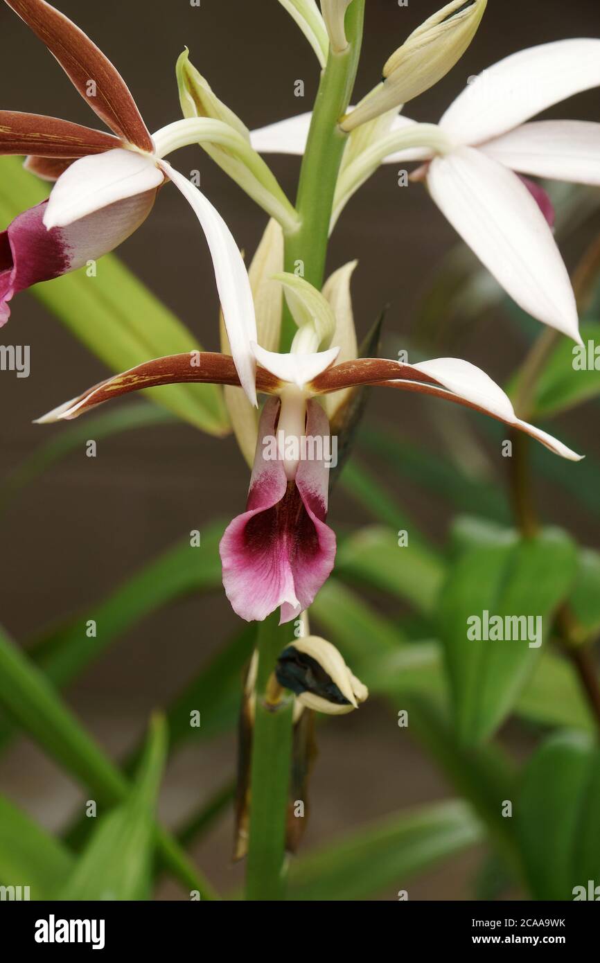 Phaius orchid hi-res stock photography and images - Alamy