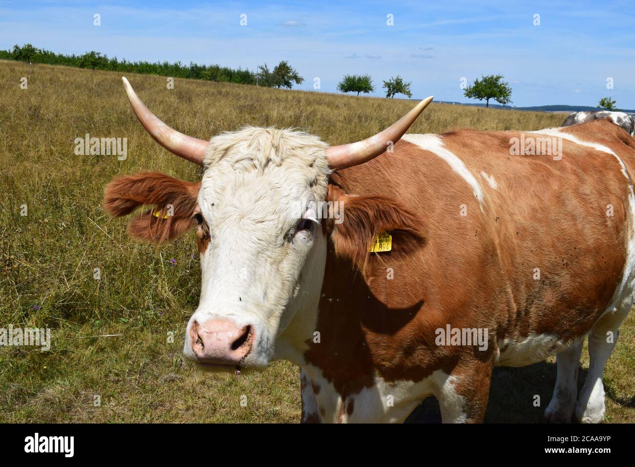 herd of cows Stock Photo - Alamy