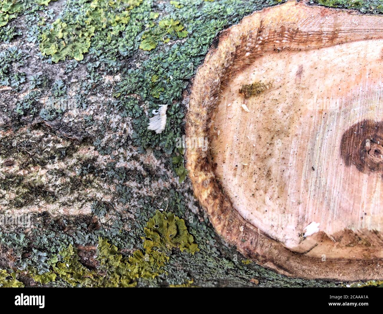 Moss and mold affect a wood panel Stock Photo - Alamy
