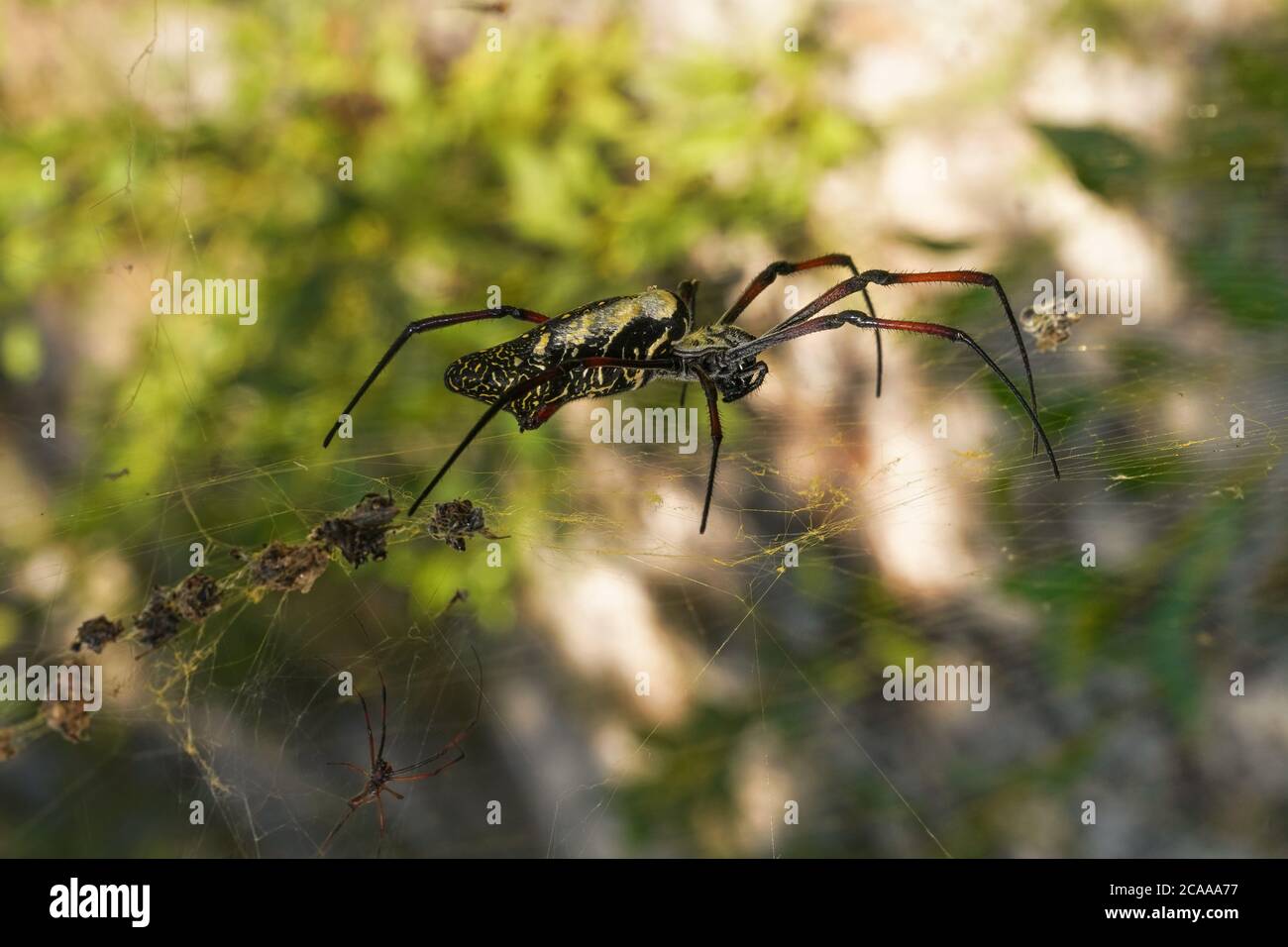 Red legged golden orb weaver spider female - Nephila inaurata ...