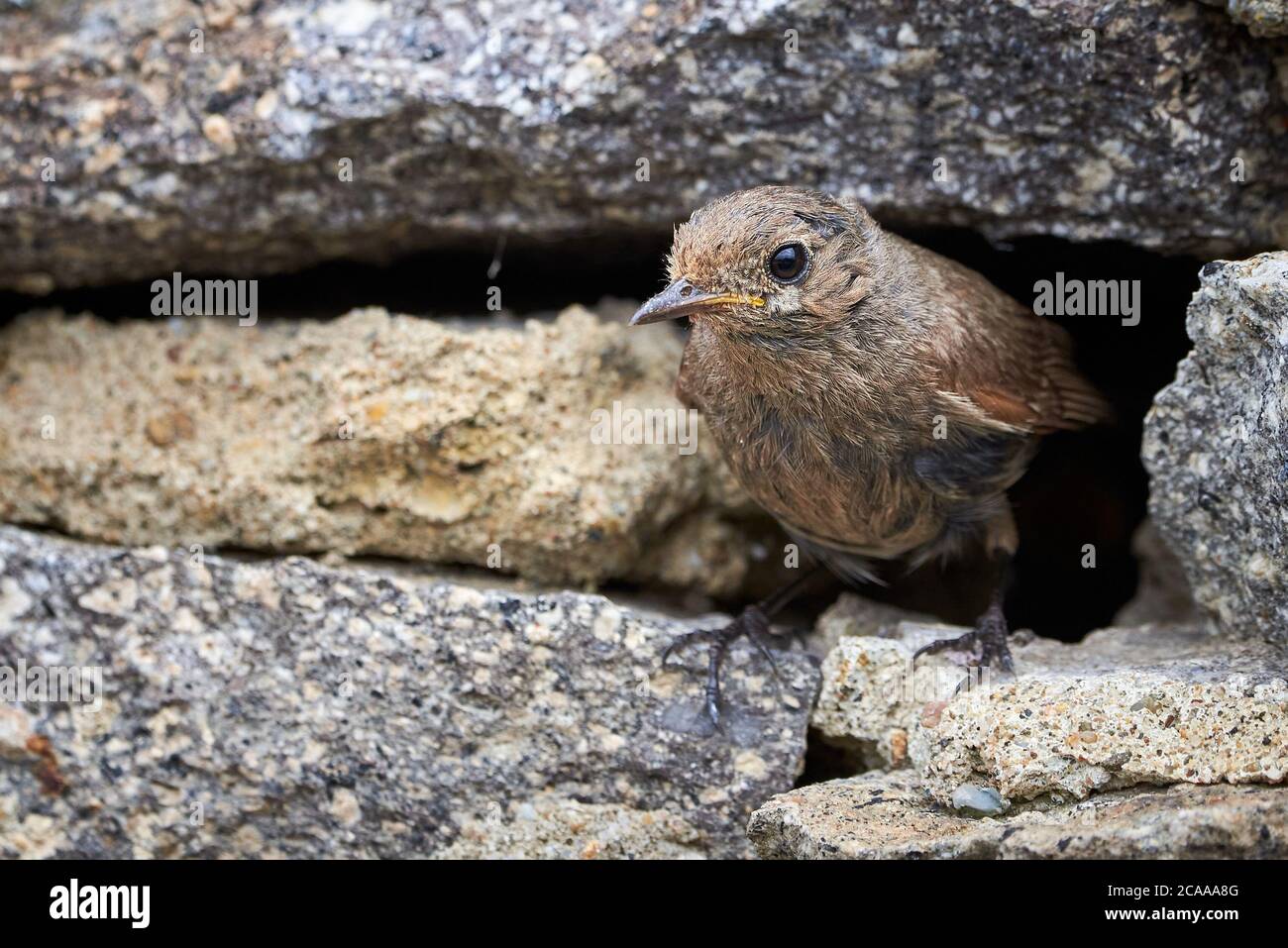 Black redstart female bird at the nest hole (Phoenicurus ochruros Stock ...