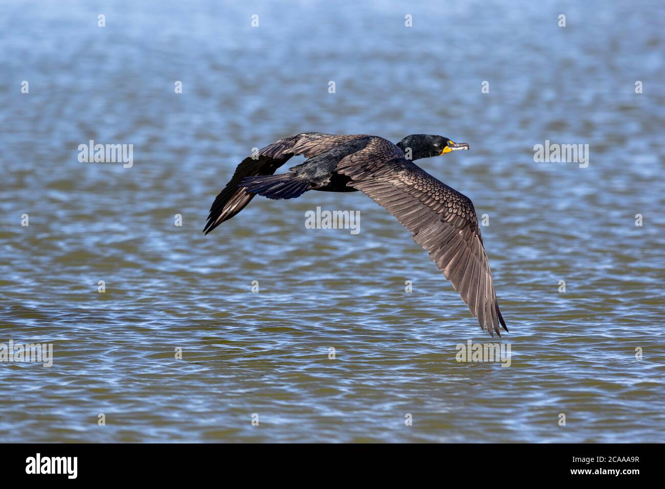 The late afternoon sun highlights the warm brown hues and feather ...