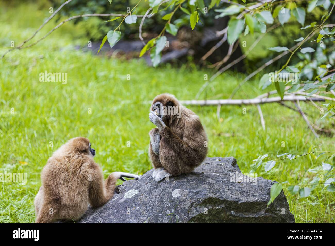 A funny cute monkeys sits in an aviary at the Kolmarden Zoo, Sweden ...