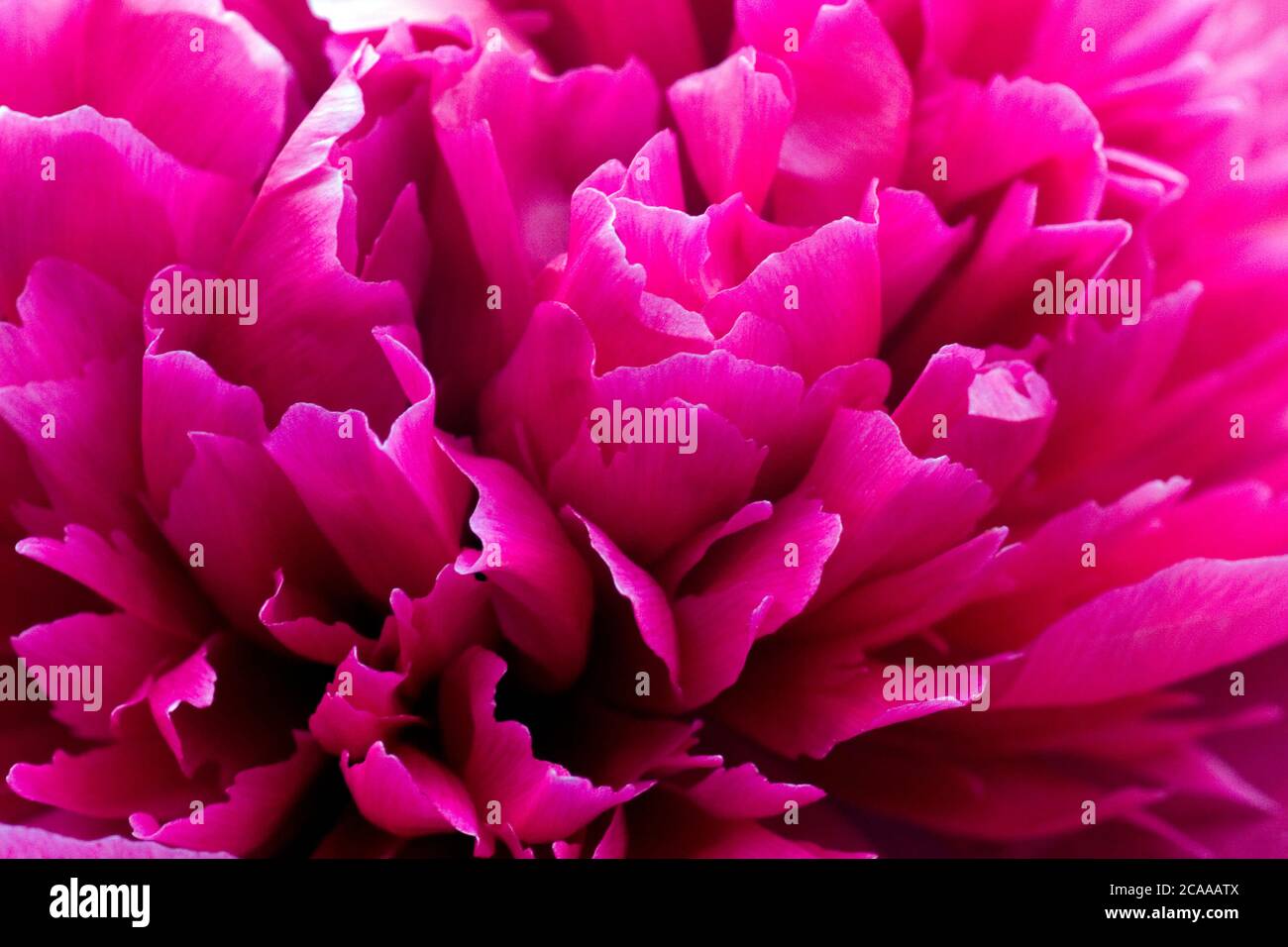 Close-up detail of pink peony (paeonia) flower Stock Photo - Alamy