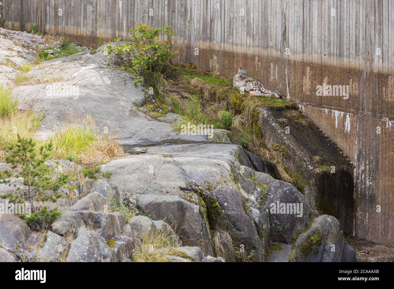 View of gorgeous snow leopard isolated laying in aviary of swedish Zoo ...