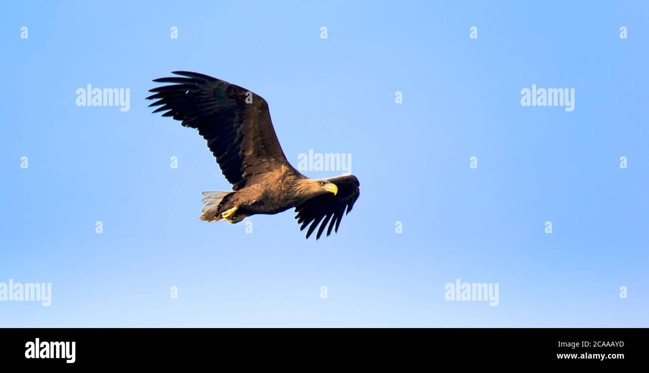 Adult White-tailed eagle in flight. Sky background. Scientific name ...