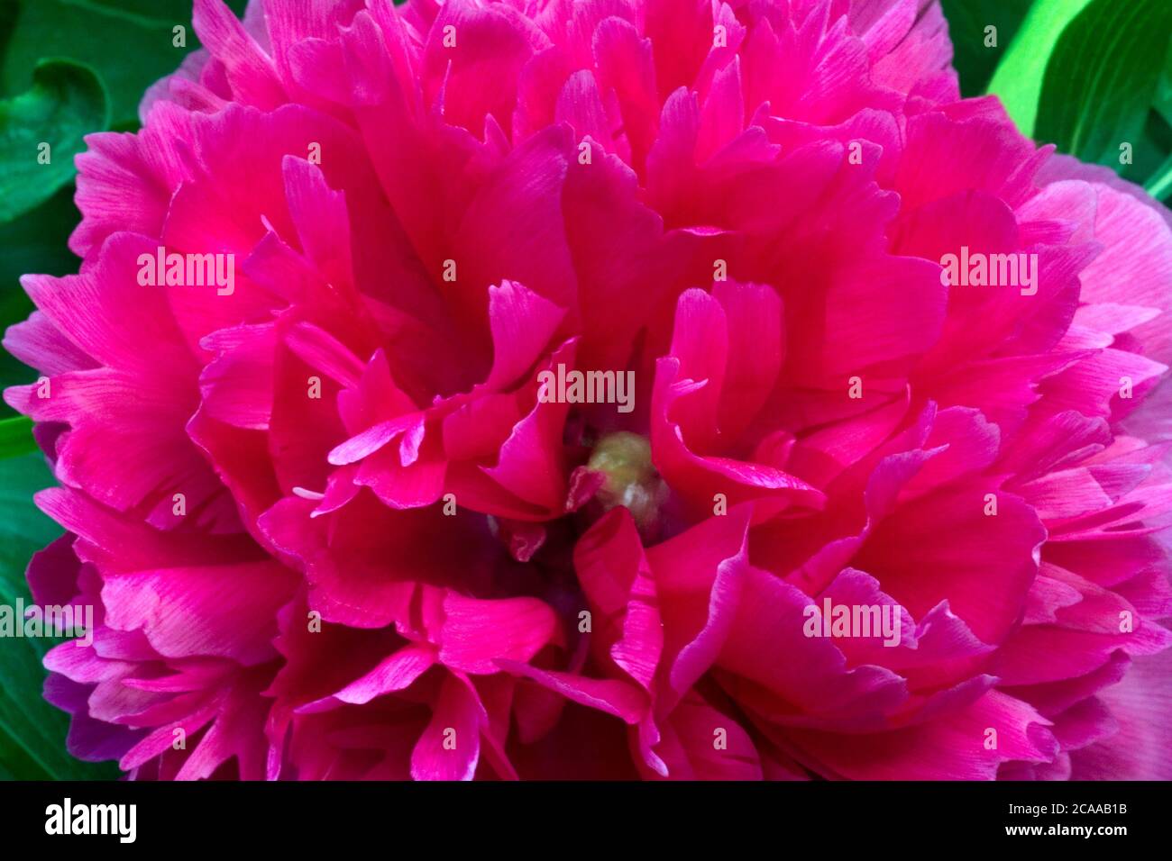 Close-up detail of pink peony (paeonia) flower Stock Photo - Alamy