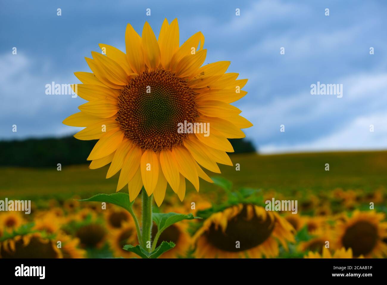 Sunflower field landscape. field of blooming sunflowers on a background ...